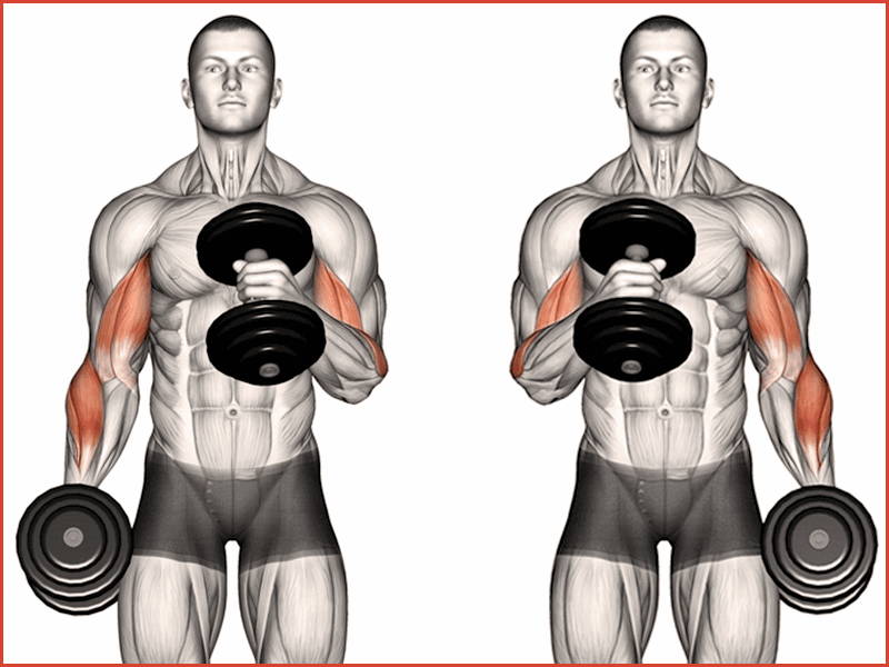 Dumbbell Cross Body Hammer Curl OFF 60 