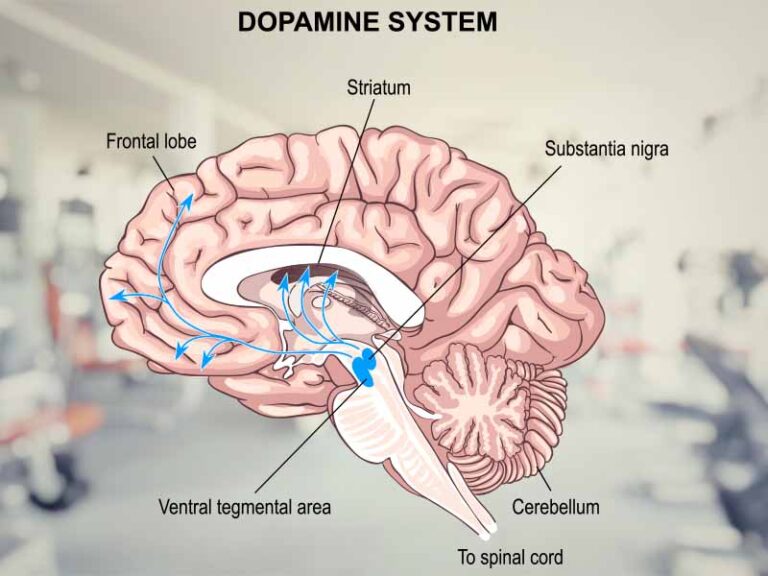 L-Theanine Dosage, Benefits, & Concerns - Old School Labs